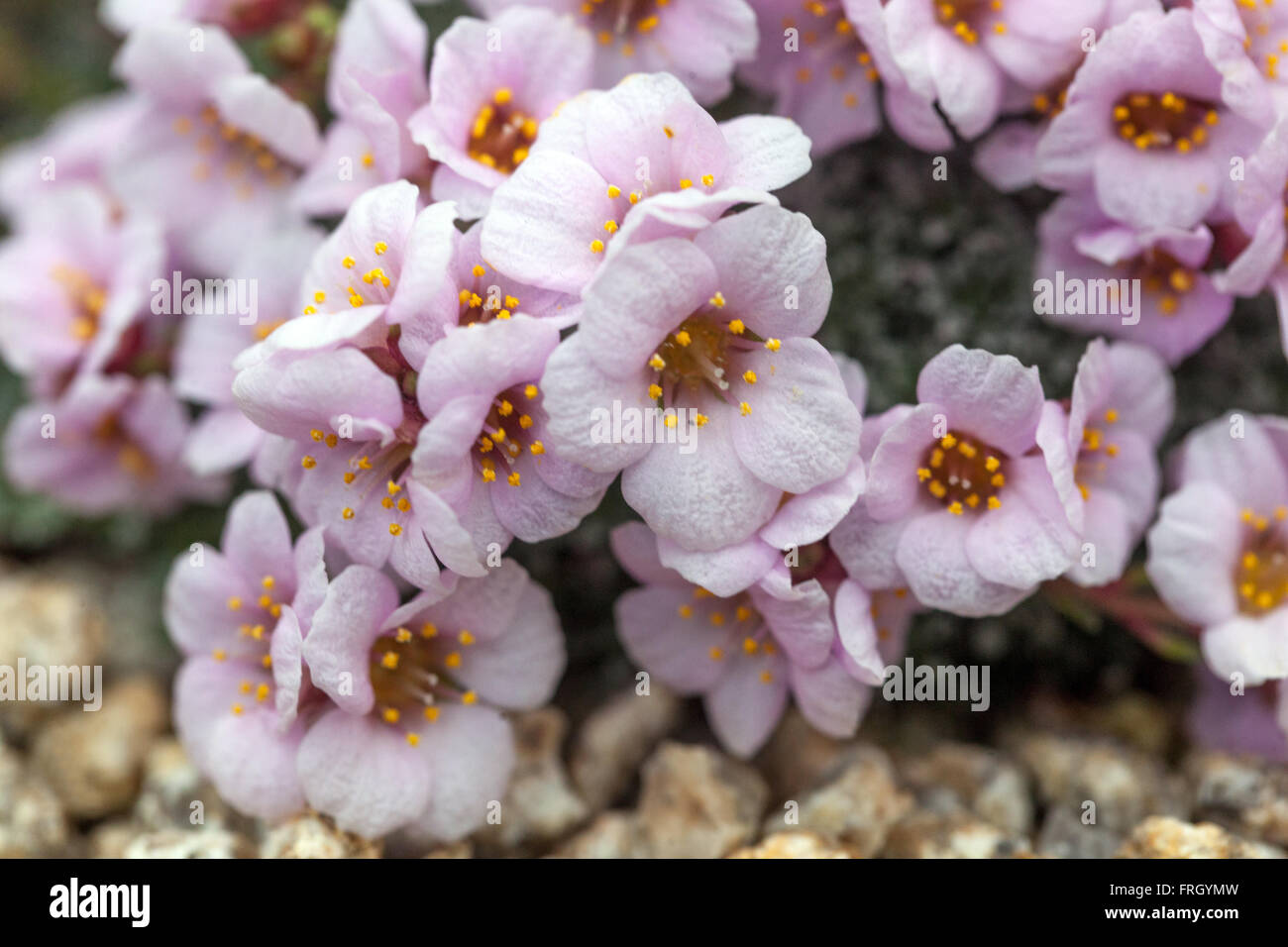 Saxifraga 'Zita Markova' Alpine saxifrage Stock Photo - Alamy