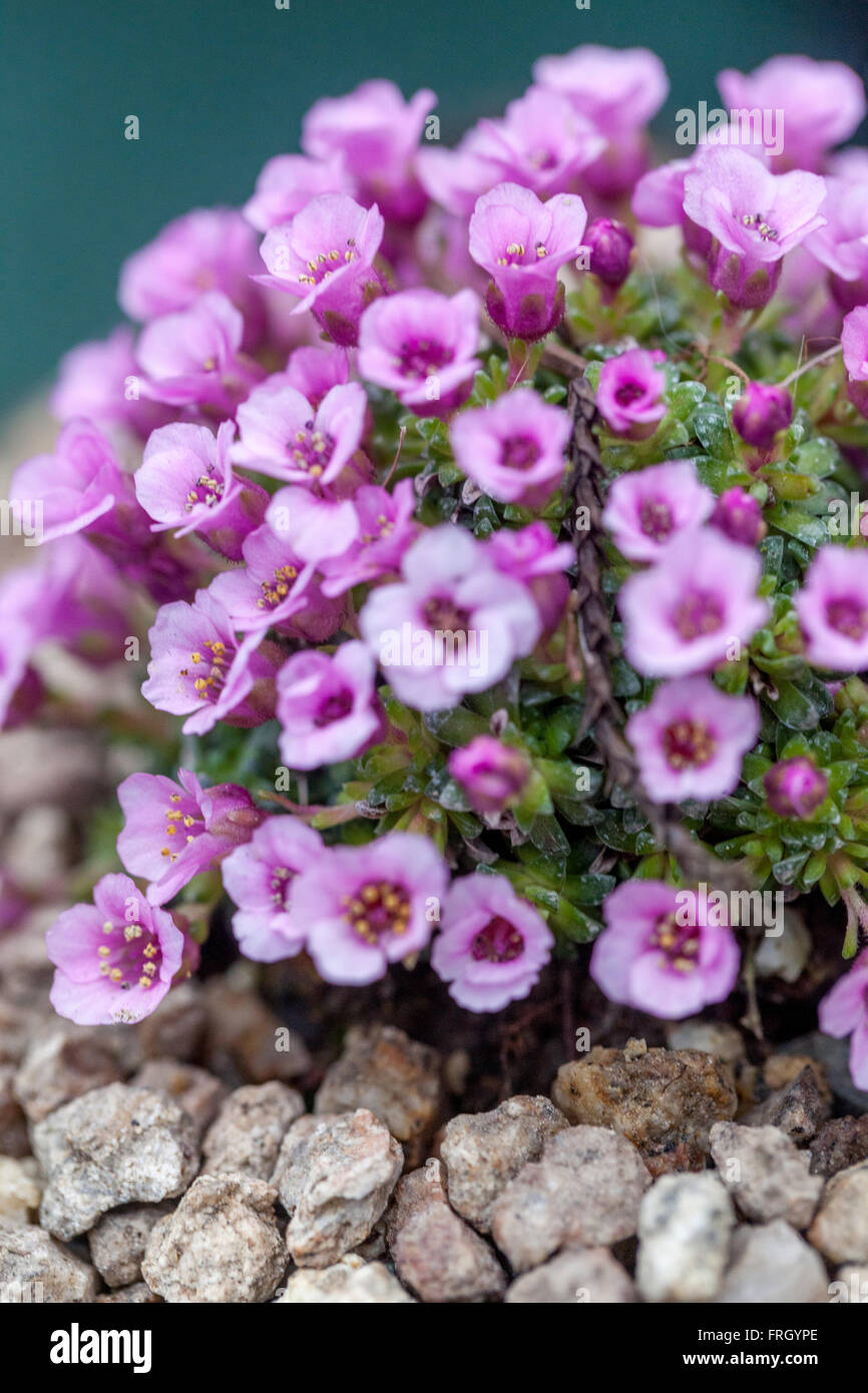 Alpine saxifrage hi-res stock photography and images - Alamy