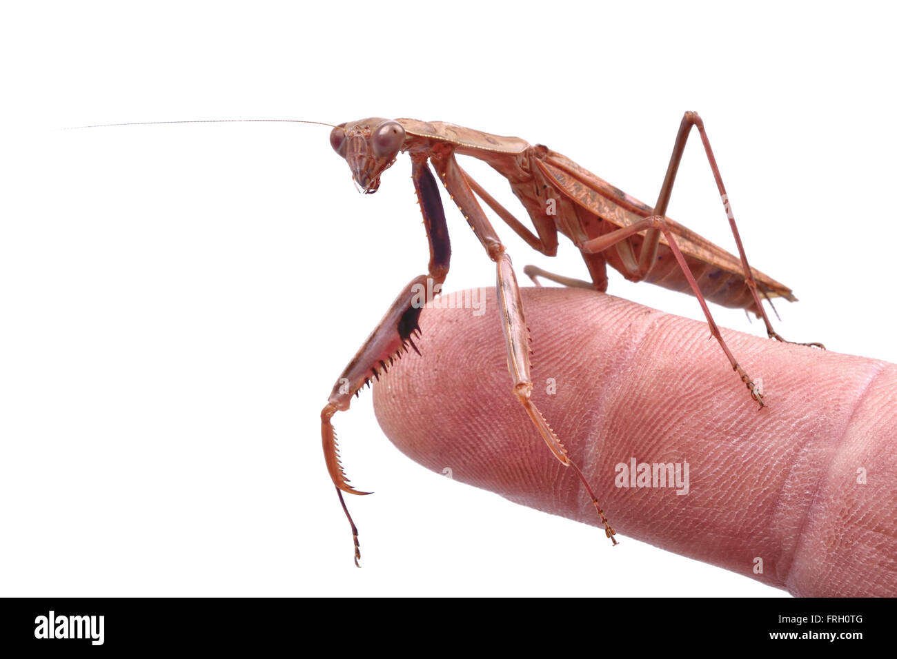 Mantis on a finger isolated on a white background Stock Photo - Alamy