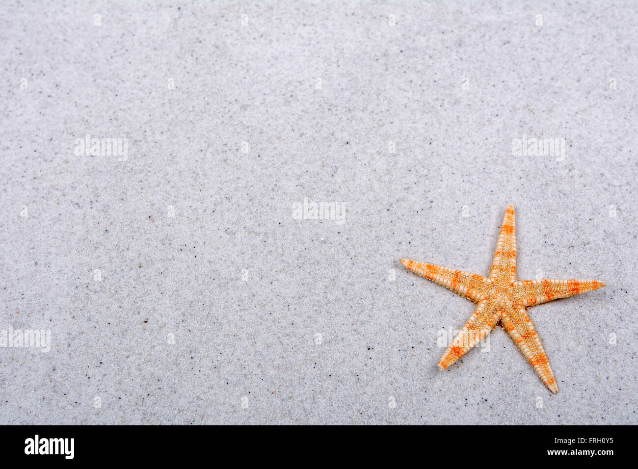 Orange starfish on a grey sand background Stock Photo - Alamy