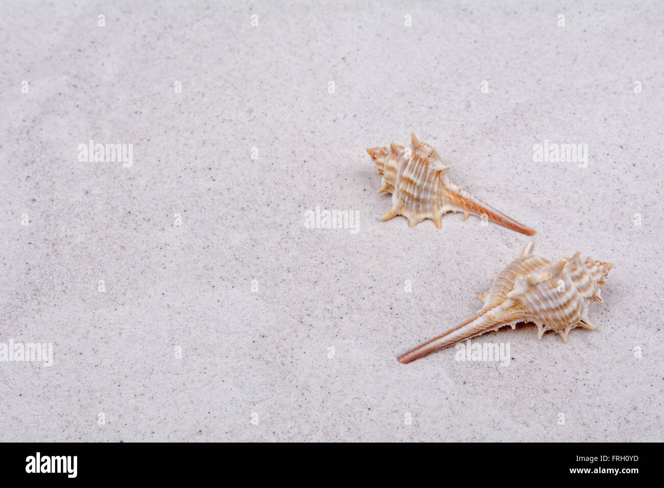 Two shells on a grey sand background Stock Photo - Alamy