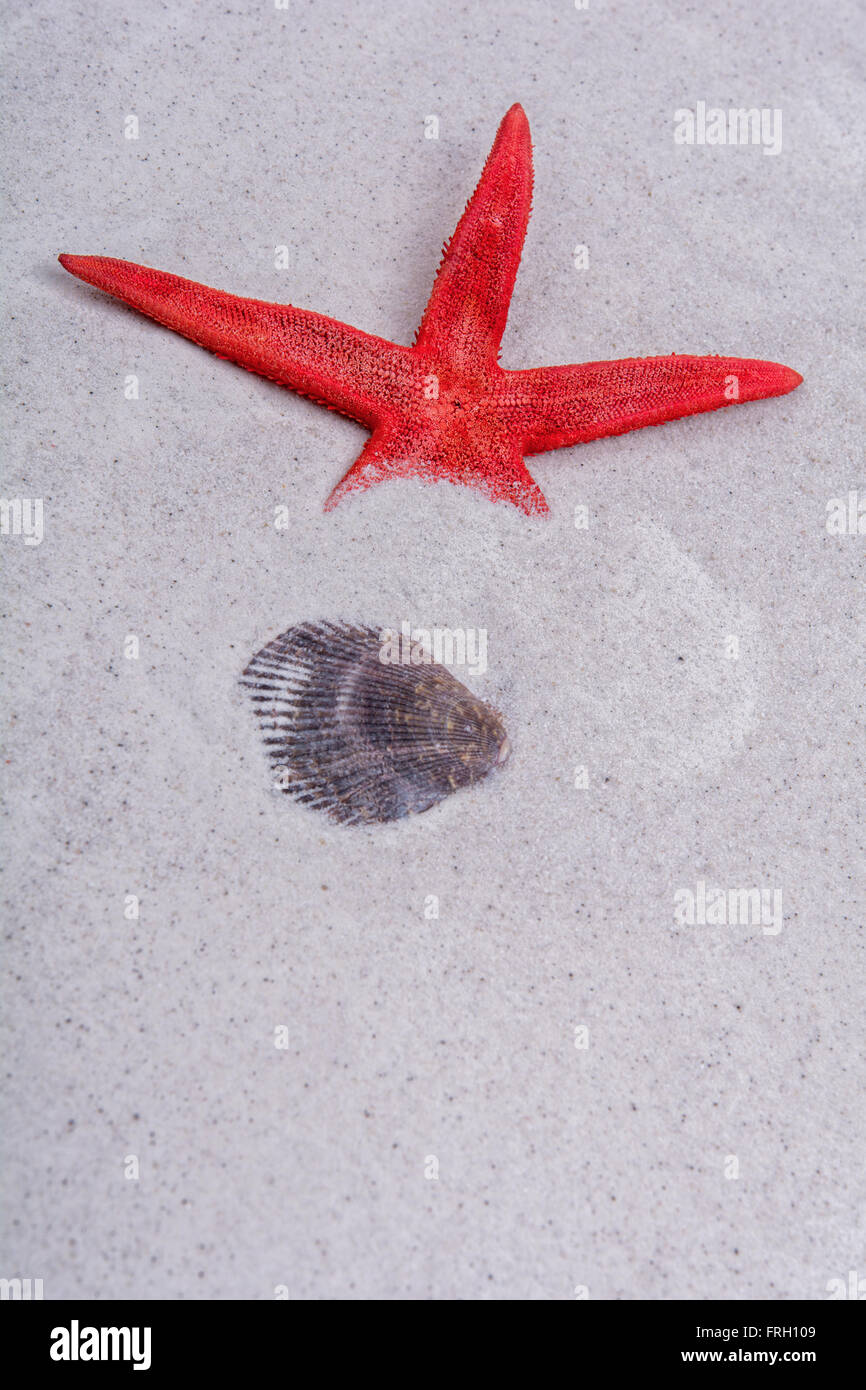 Red starfish and shell on a grey sand background Stock Photo - Alamy