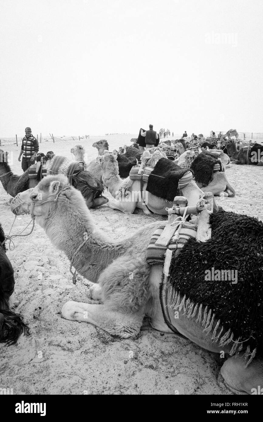 many camels in a row sitting down waiting for the tourists to come for ...