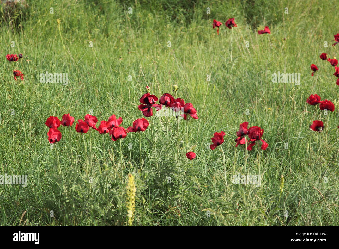 poppy flowers in spring Stock Photo - Alamy