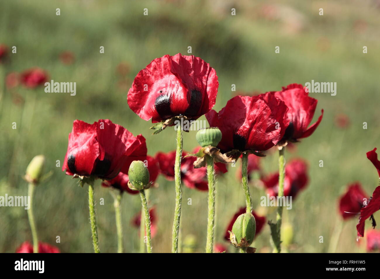 poppy flowers in spring Stock Photo - Alamy
