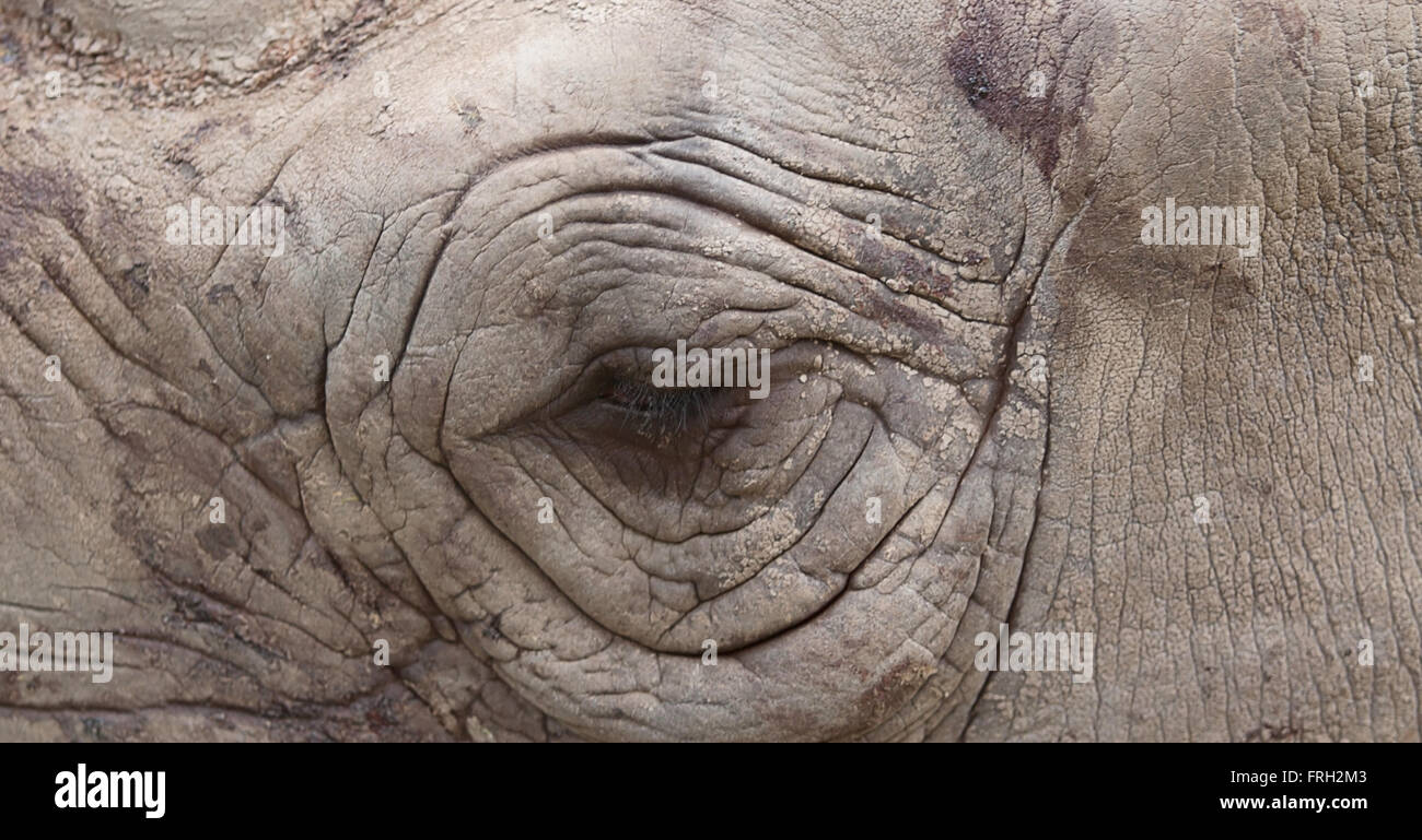 Rhino Eye Stock Photos & Rhino Eye Stock Images - Alamy