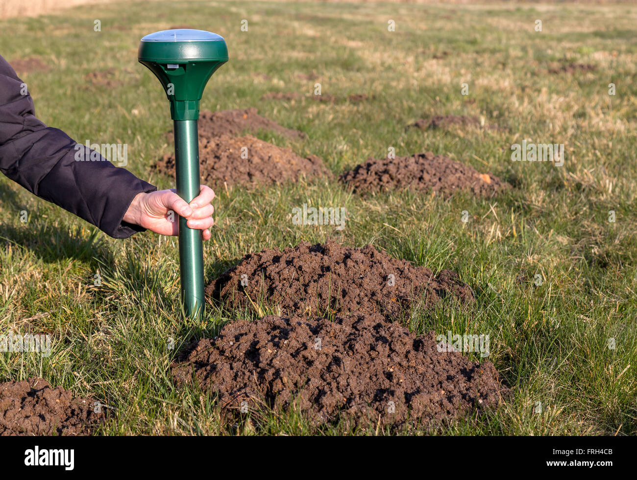 Placing a mole expulsion device Stock Photo - Alamy