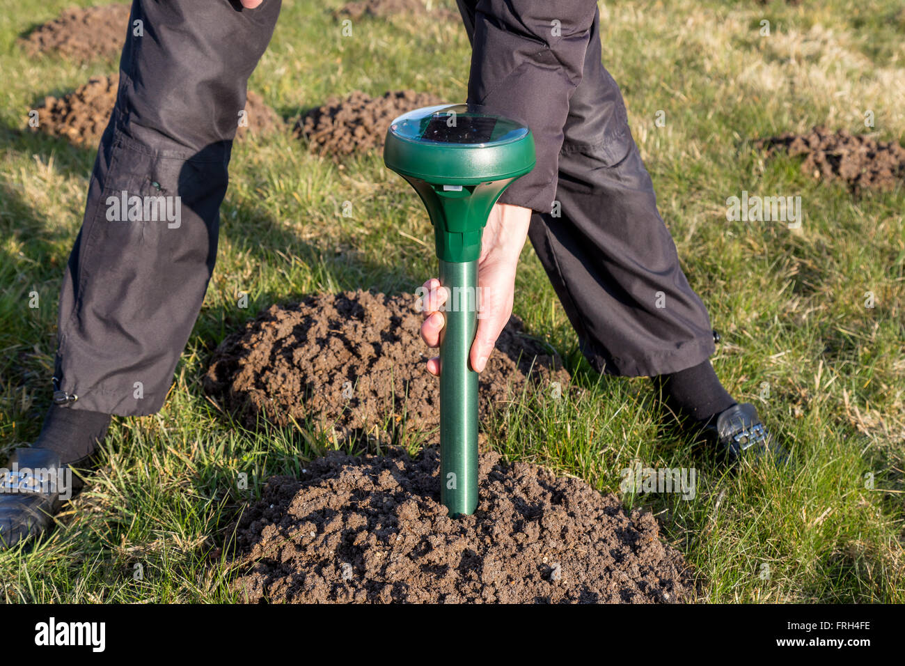 Placing a mole expulsion device Stock Photo - Alamy