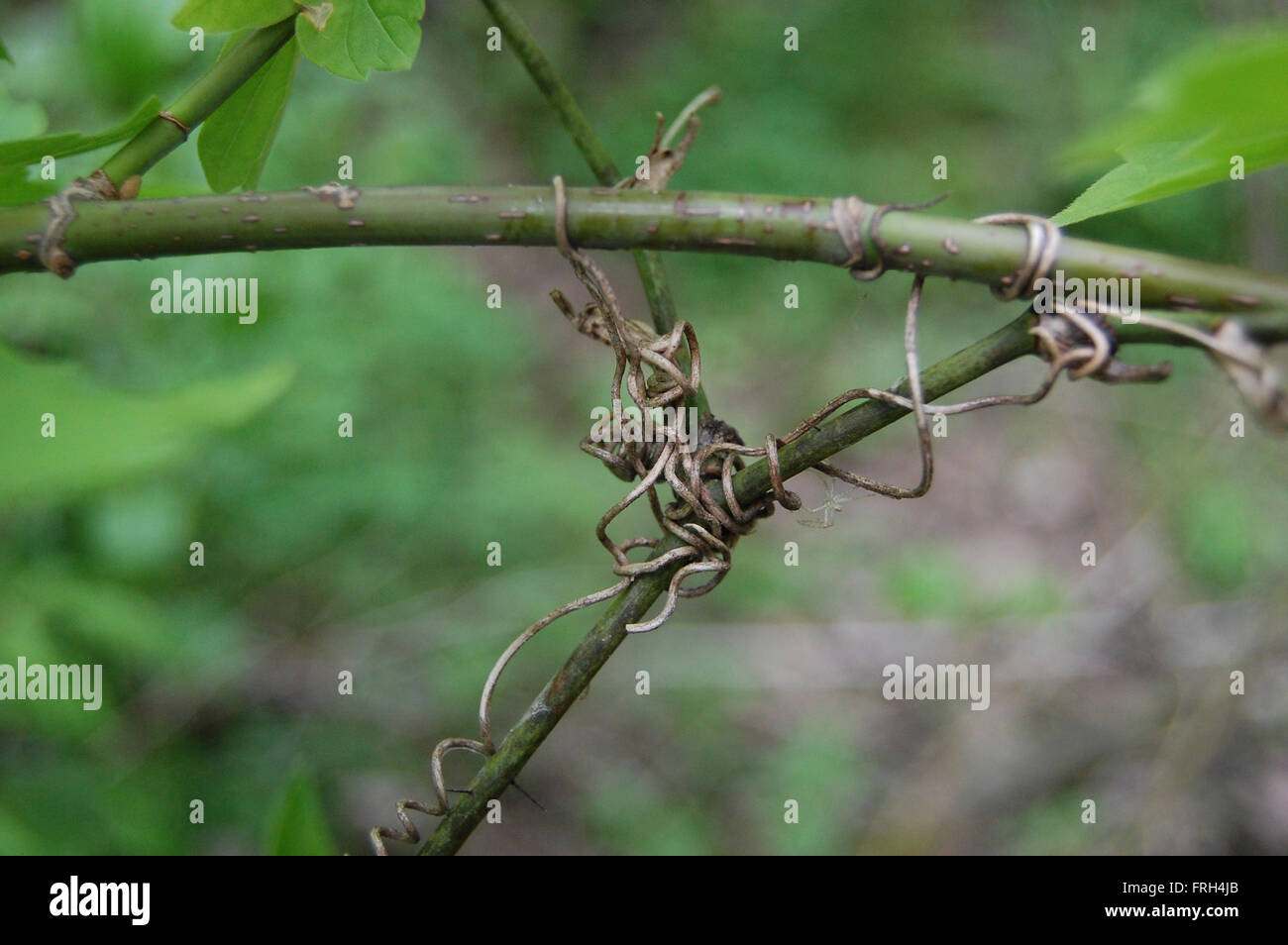 A vine with a clear spider hanging from it Stock Photo - Alamy