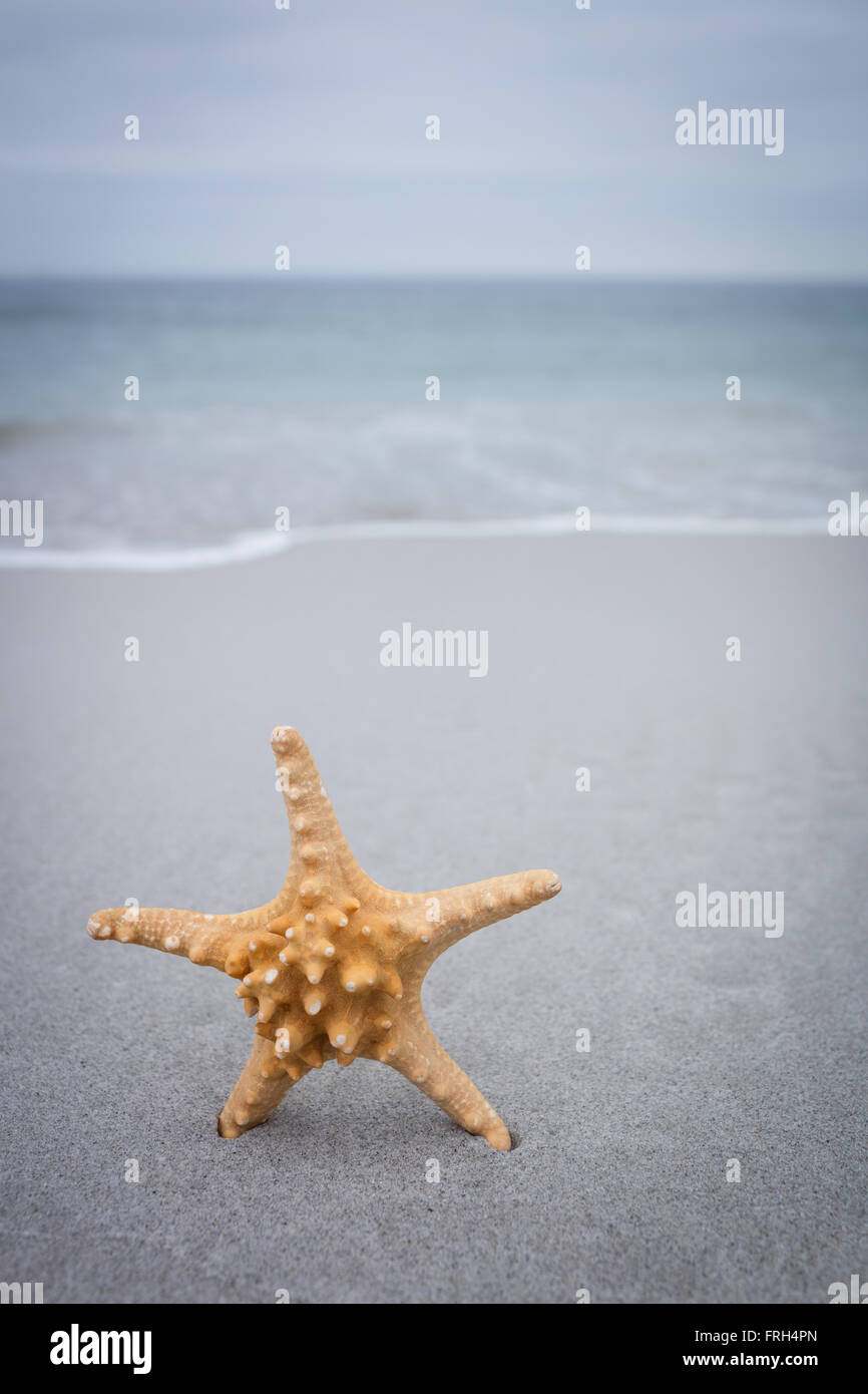 Starfish on sand hi-res stock photography and images - Alamy