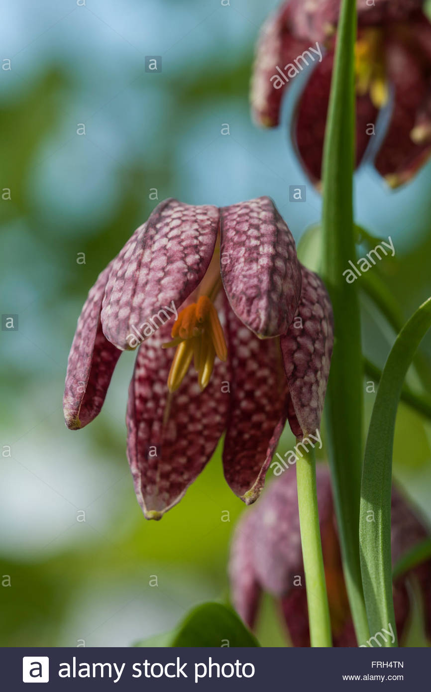 Fritillaria Bulb Stock Photos & Fritillaria Bulb Stock Images - Alamy