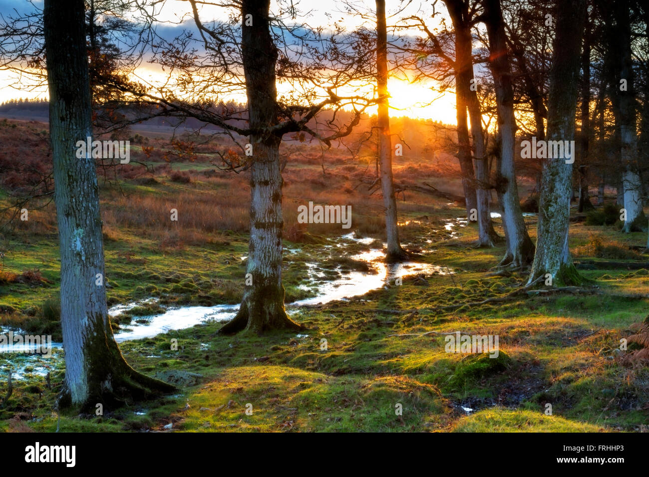 English forest sunset hi-res stock photography and images - Alamy