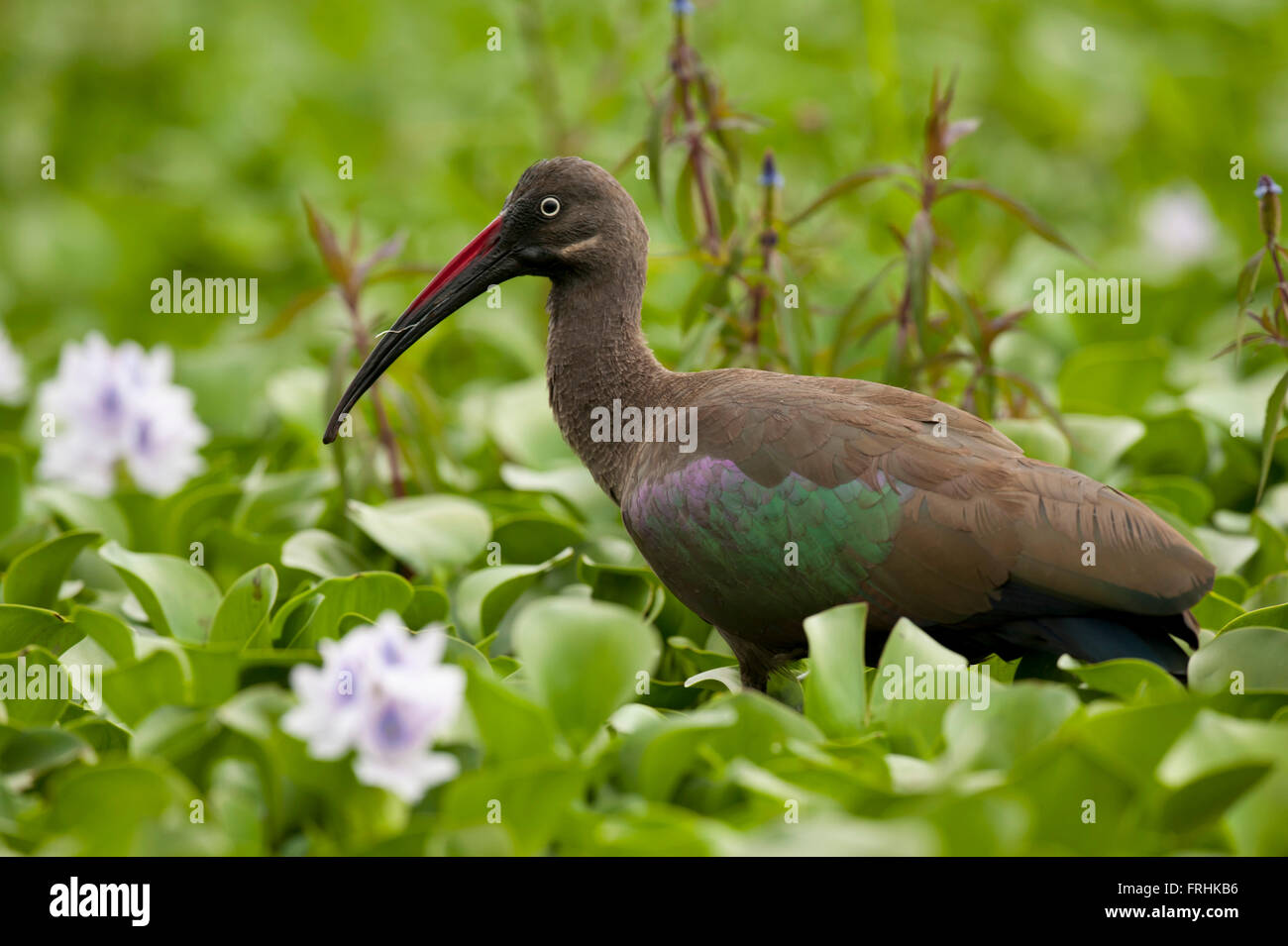 Hadada ibis bird hi-res stock photography and images - Alamy