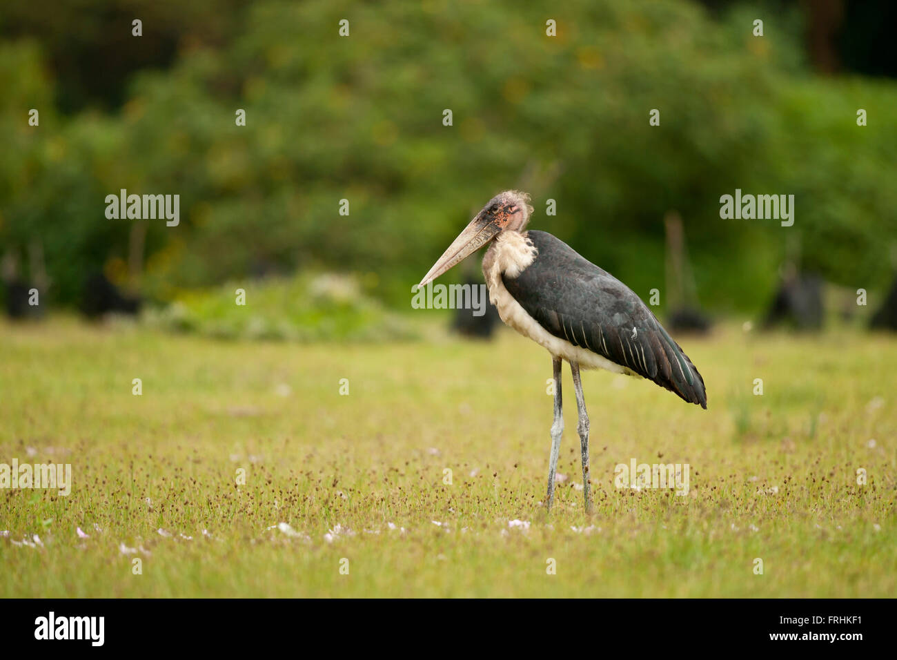 Marabou stork africa hi-res stock photography and images - Alamy