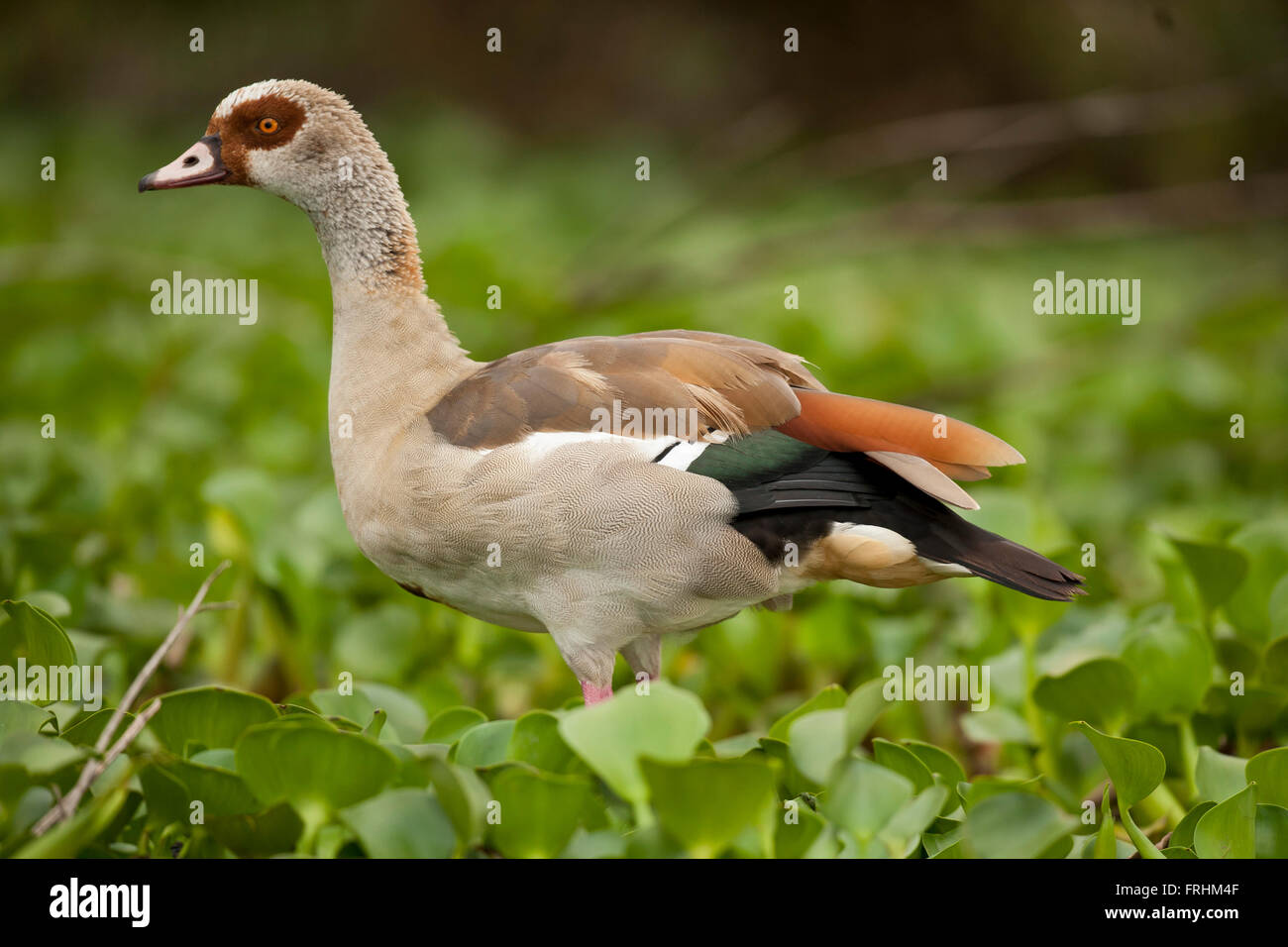 Egyptian goose in Naivasha Lake Stock Photo - Alamy