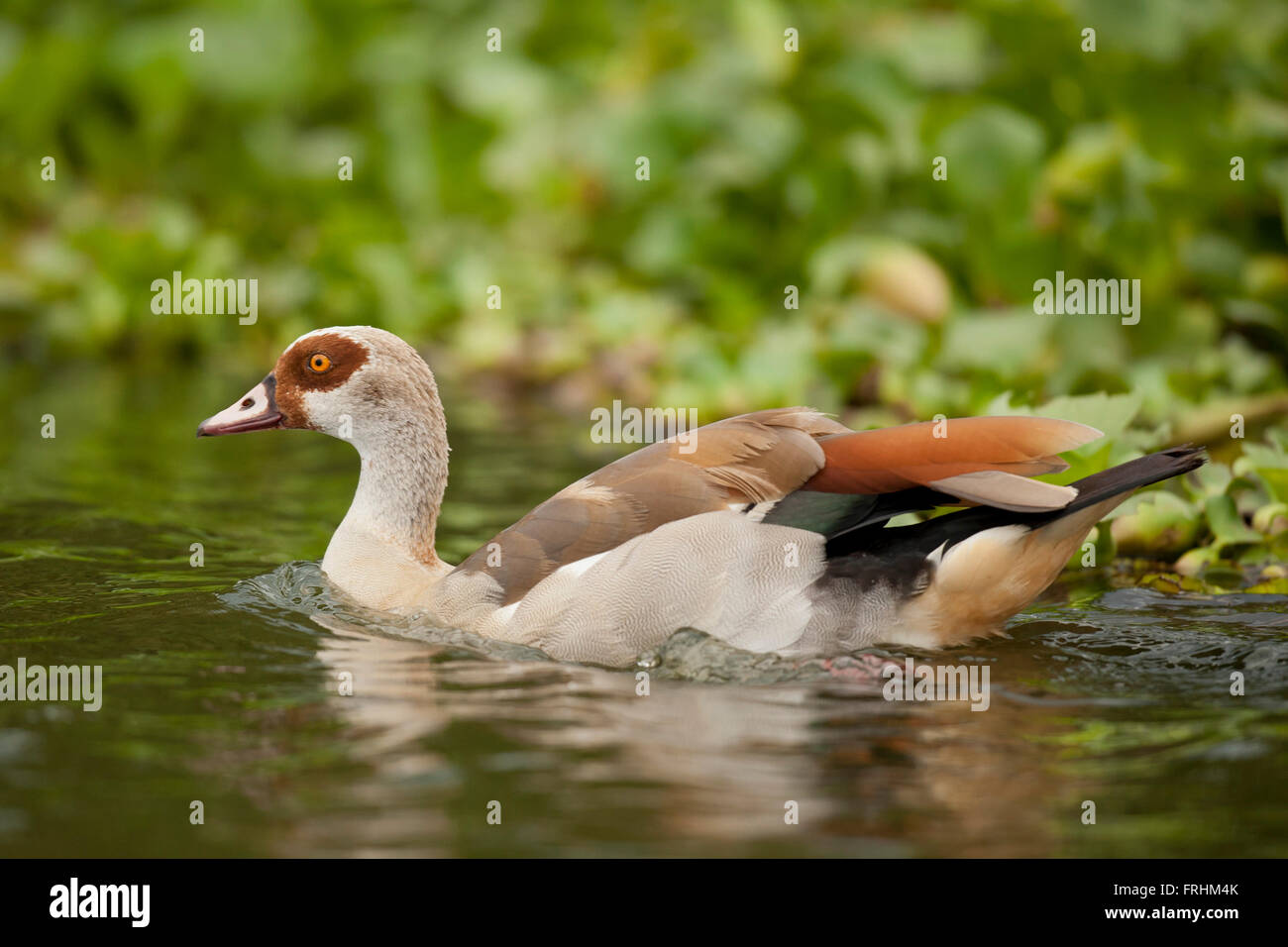 Egyptian goose hi-res stock photography and images - Alamy