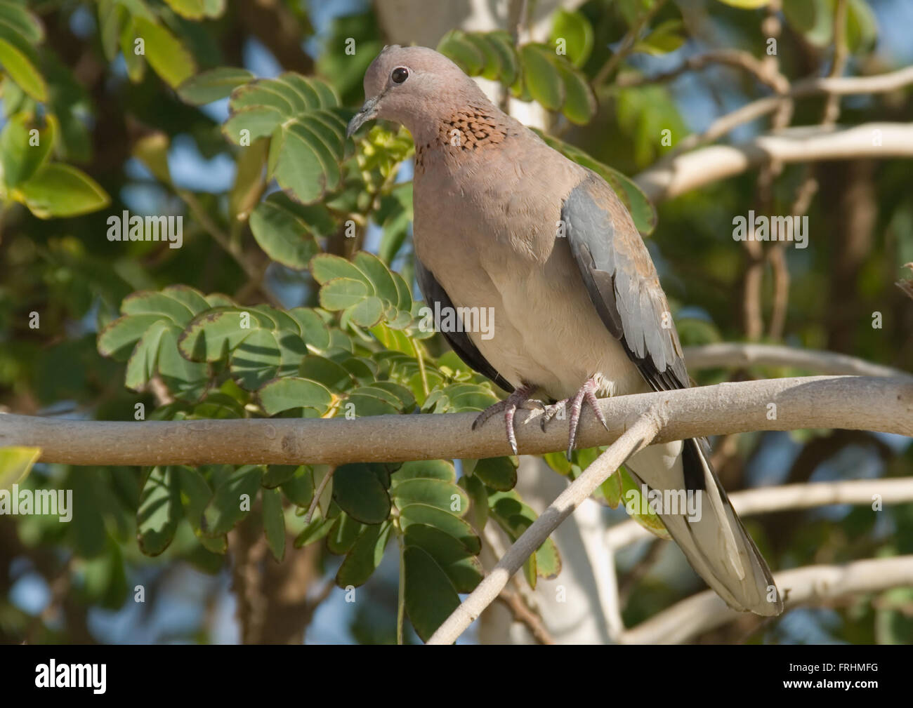 Perching Laughing Dove (Streptopelia senegalensis) in the resort of ...