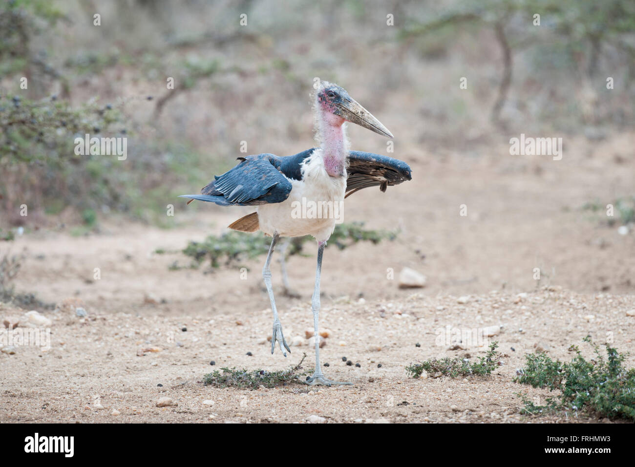 Stork marabou hi-res stock photography and images - Alamy