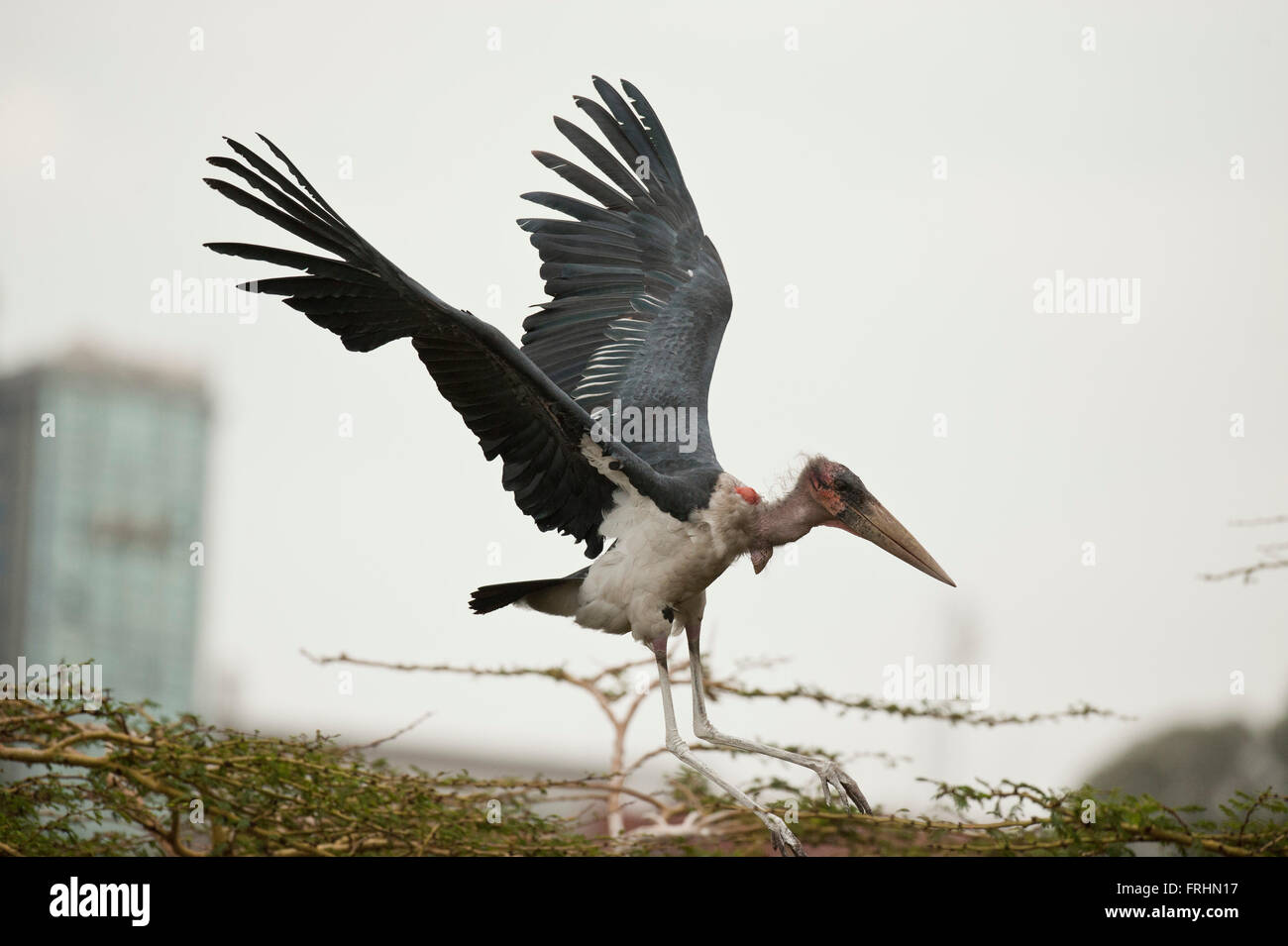 Stork marabou hi-res stock photography and images - Alamy