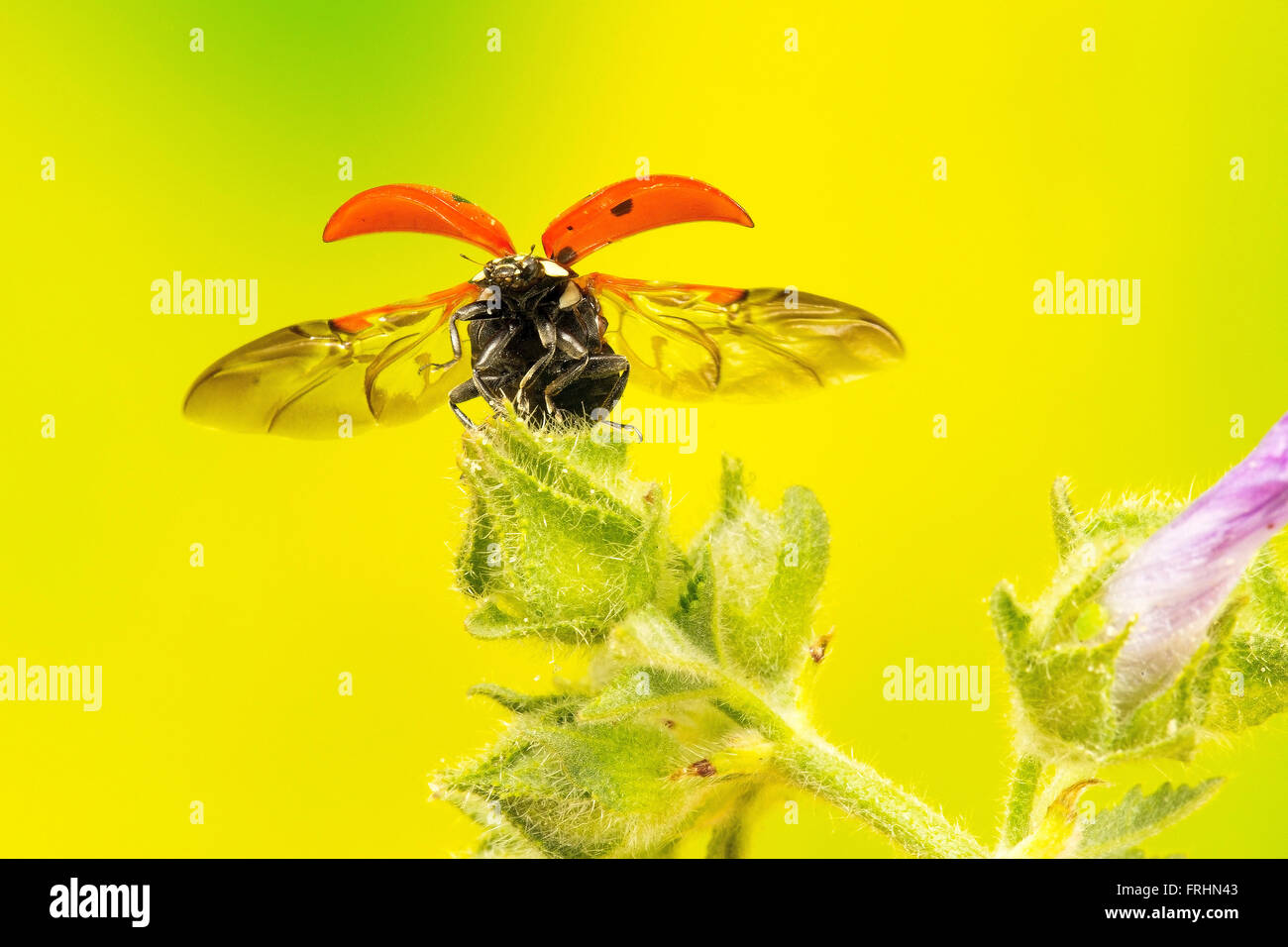 Ladybird flying hi-res stock photography and images - Alamy