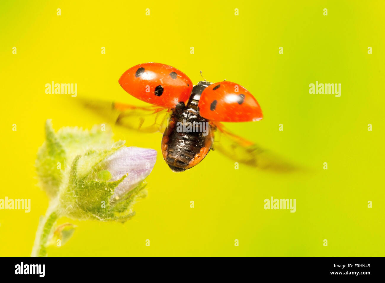 Ladybird flying hi-res stock photography and images - Alamy