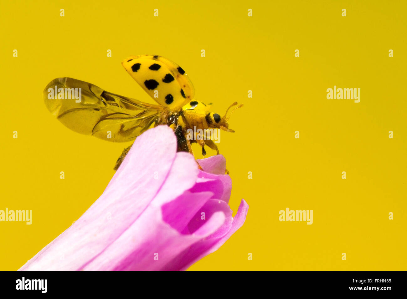 Ladybird flying hi-res stock photography and images - Alamy