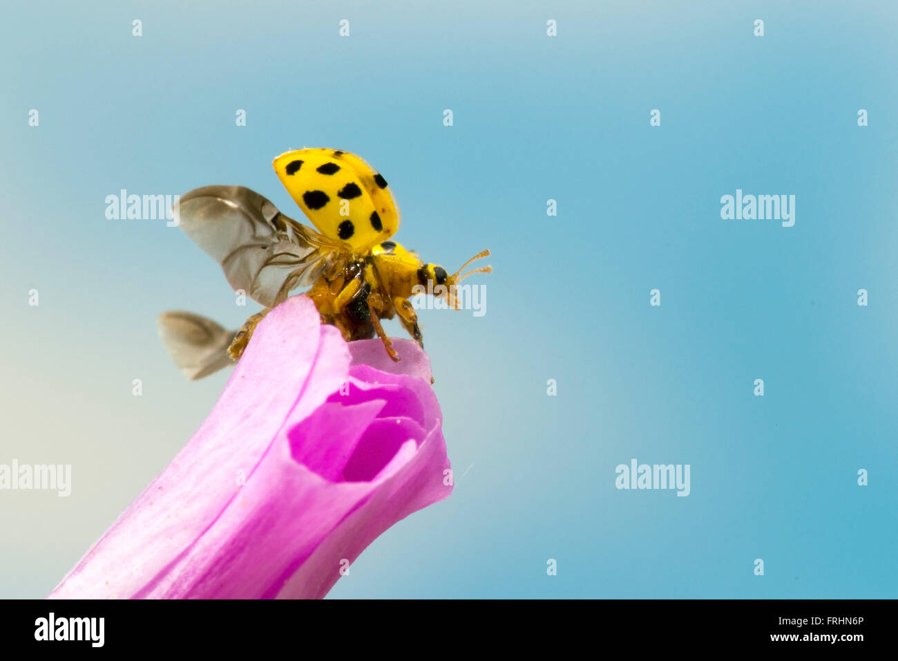 Ladybird flying hi-res stock photography and images - Alamy