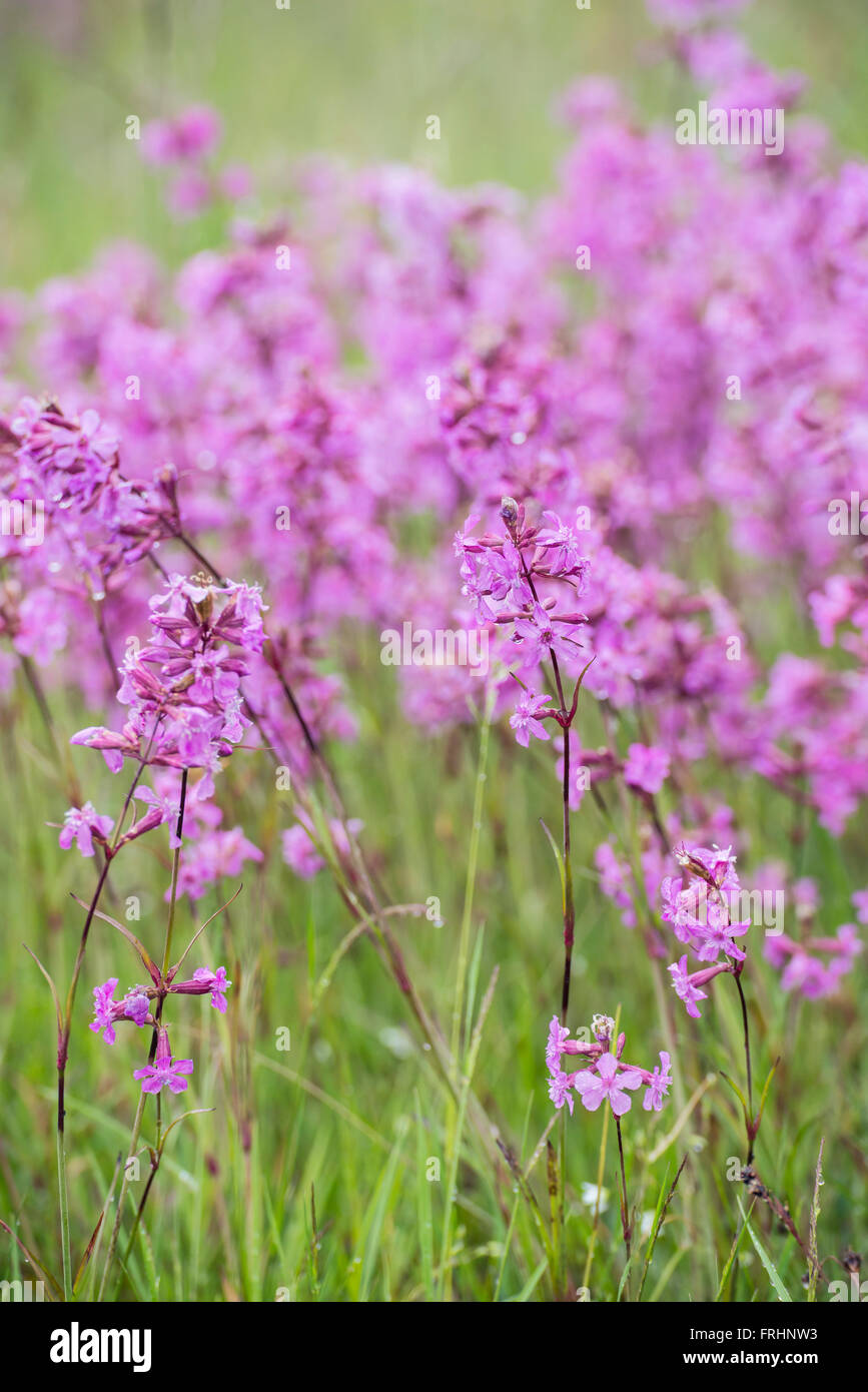 Catchfly flowers hi-res stock photography and images - Alamy