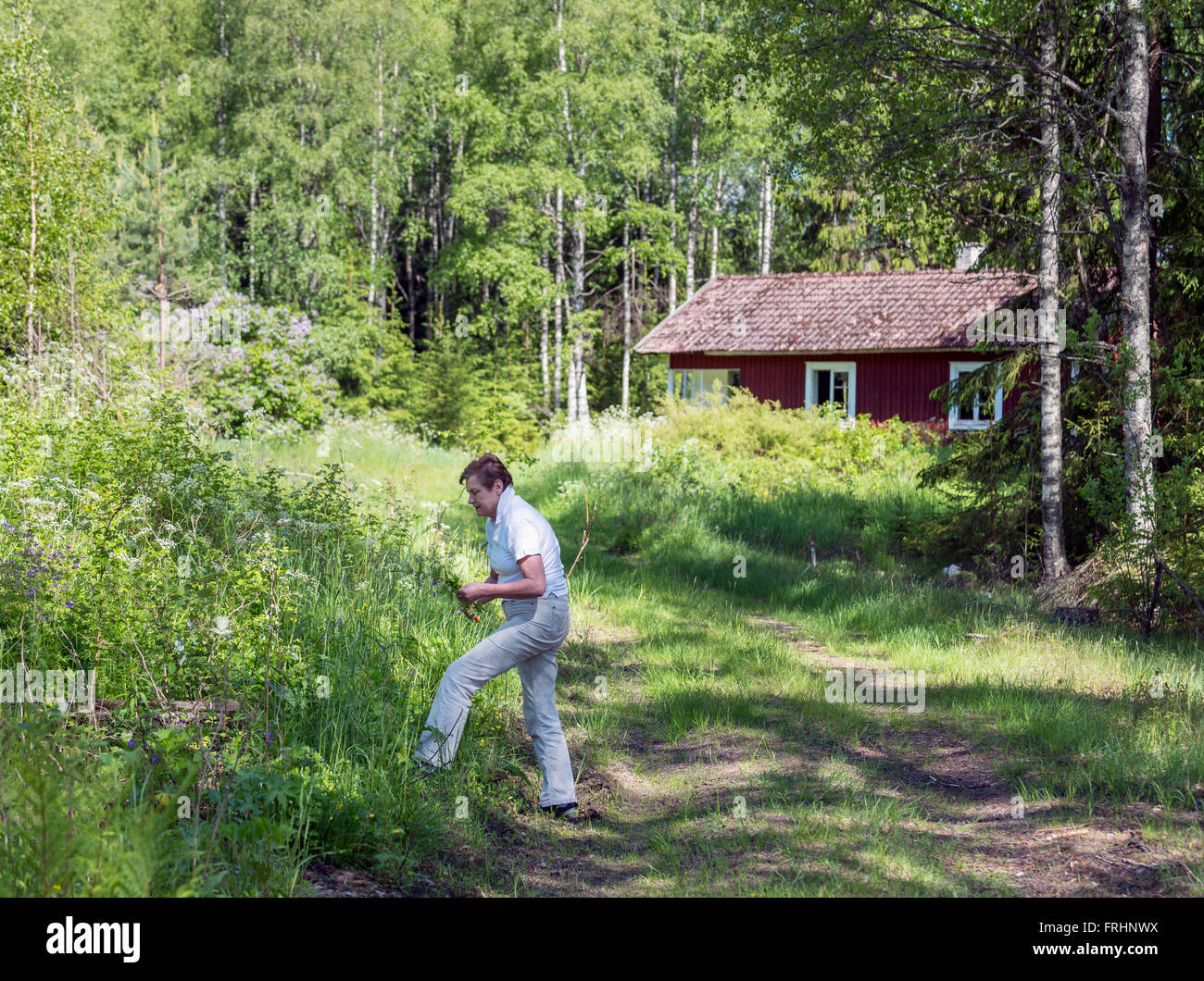 Woman picking flowers at abandoned croft, Sweden Stock Photo - Alamy