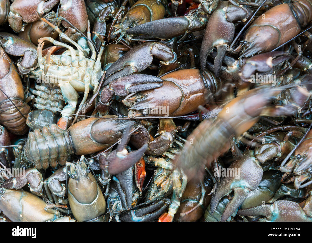 Catch Crayfish High Resolution Stock Photography and Images - Alamy