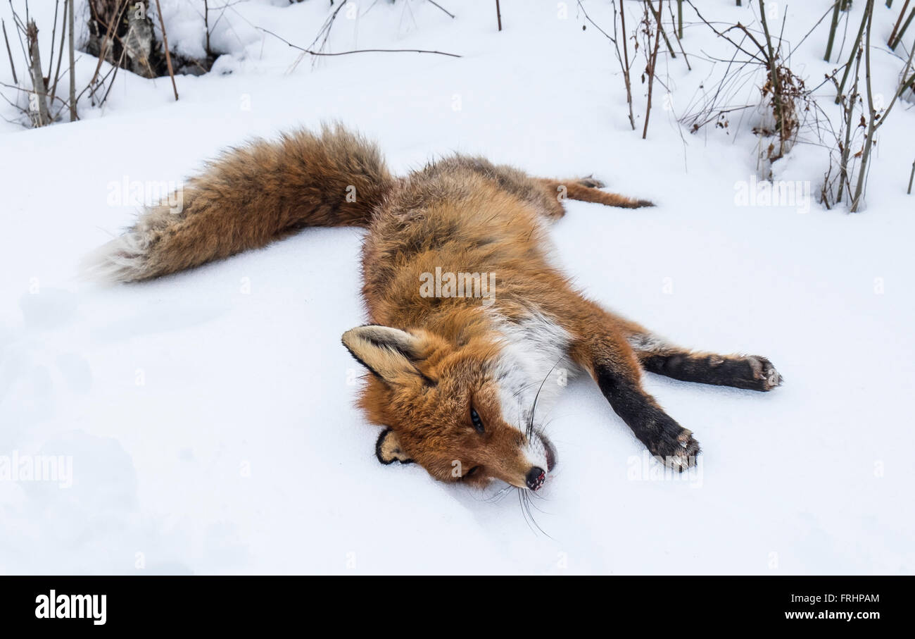 Red fox on snow. Hunters prey Stock Photo - Alamy