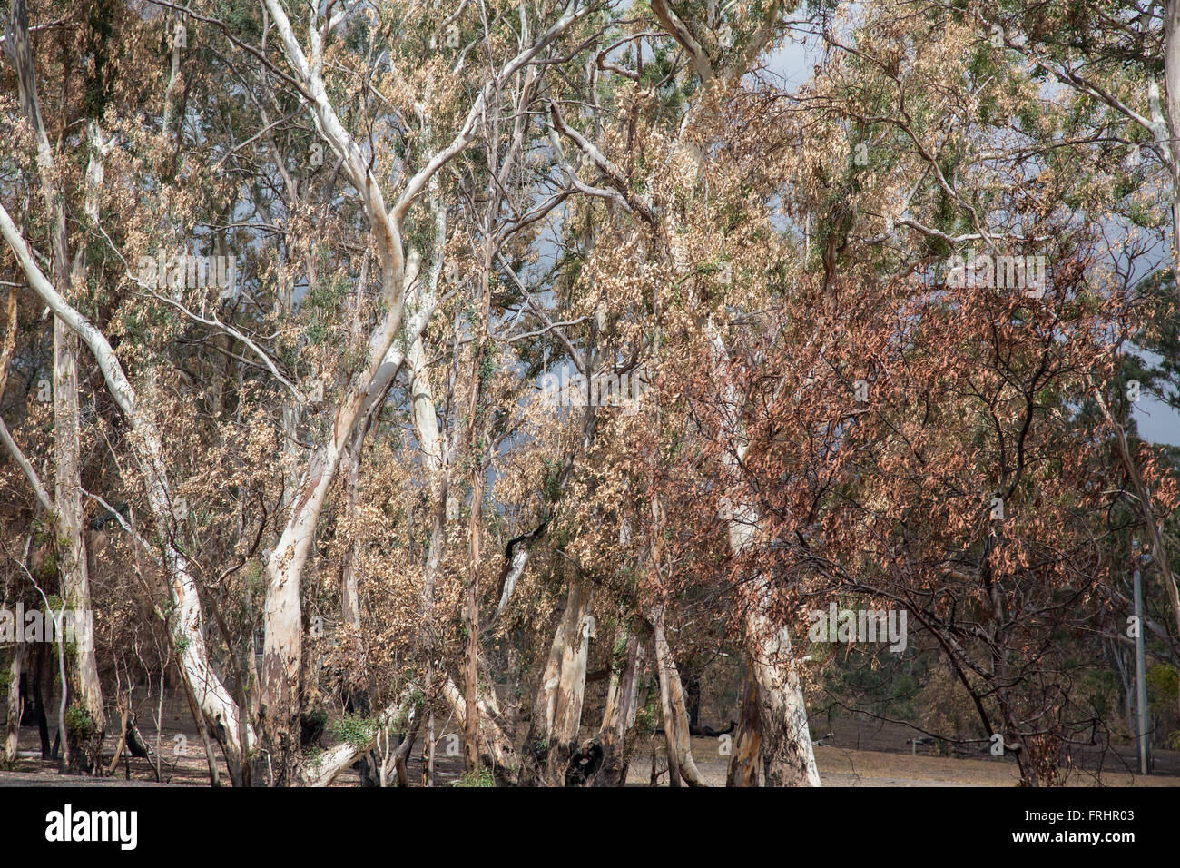 Eucalyptus fresh sprouts survival hi-res stock photography and images ...