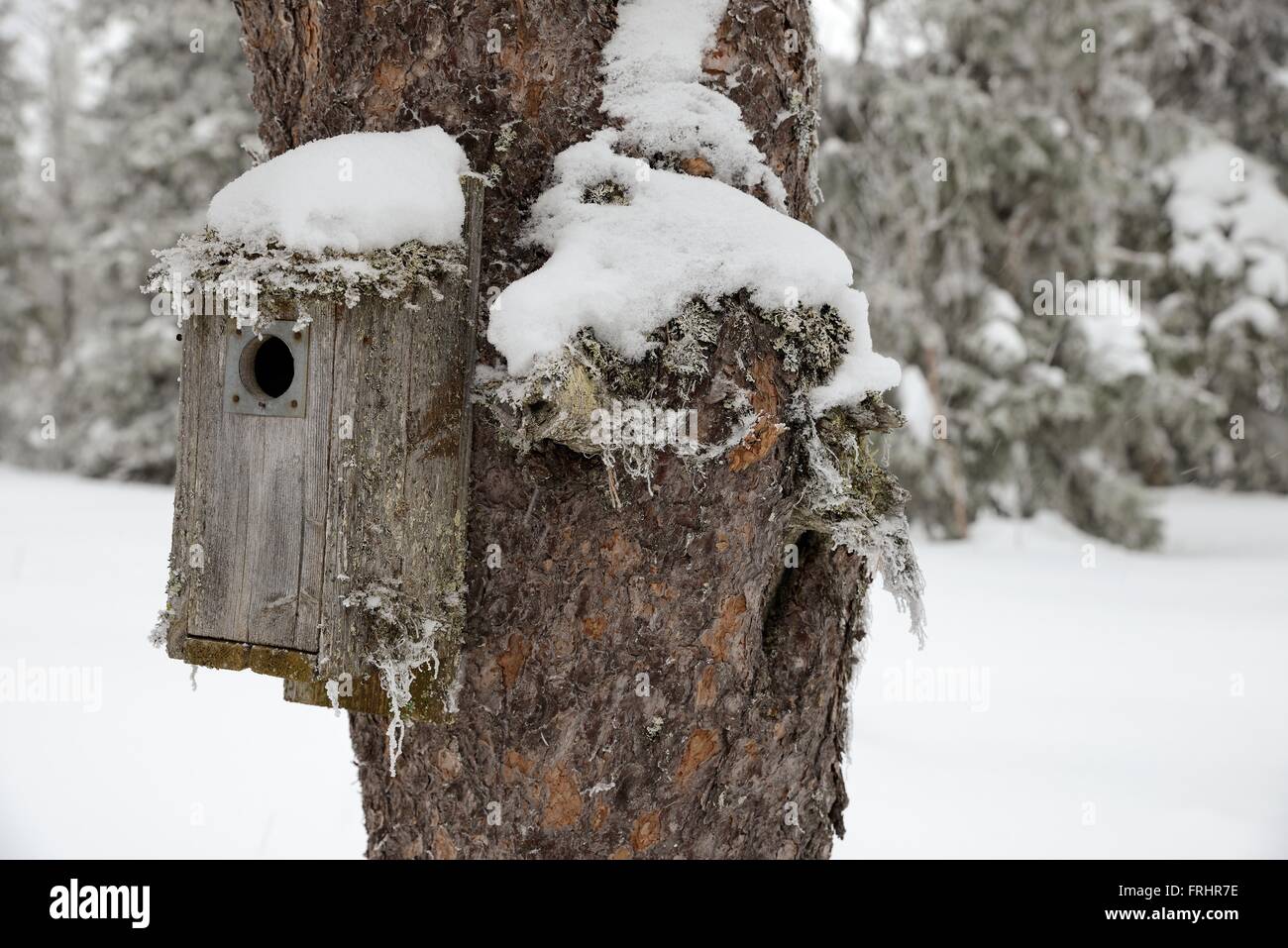 Birdhouse winter hi-res stock photography and images - Alamy