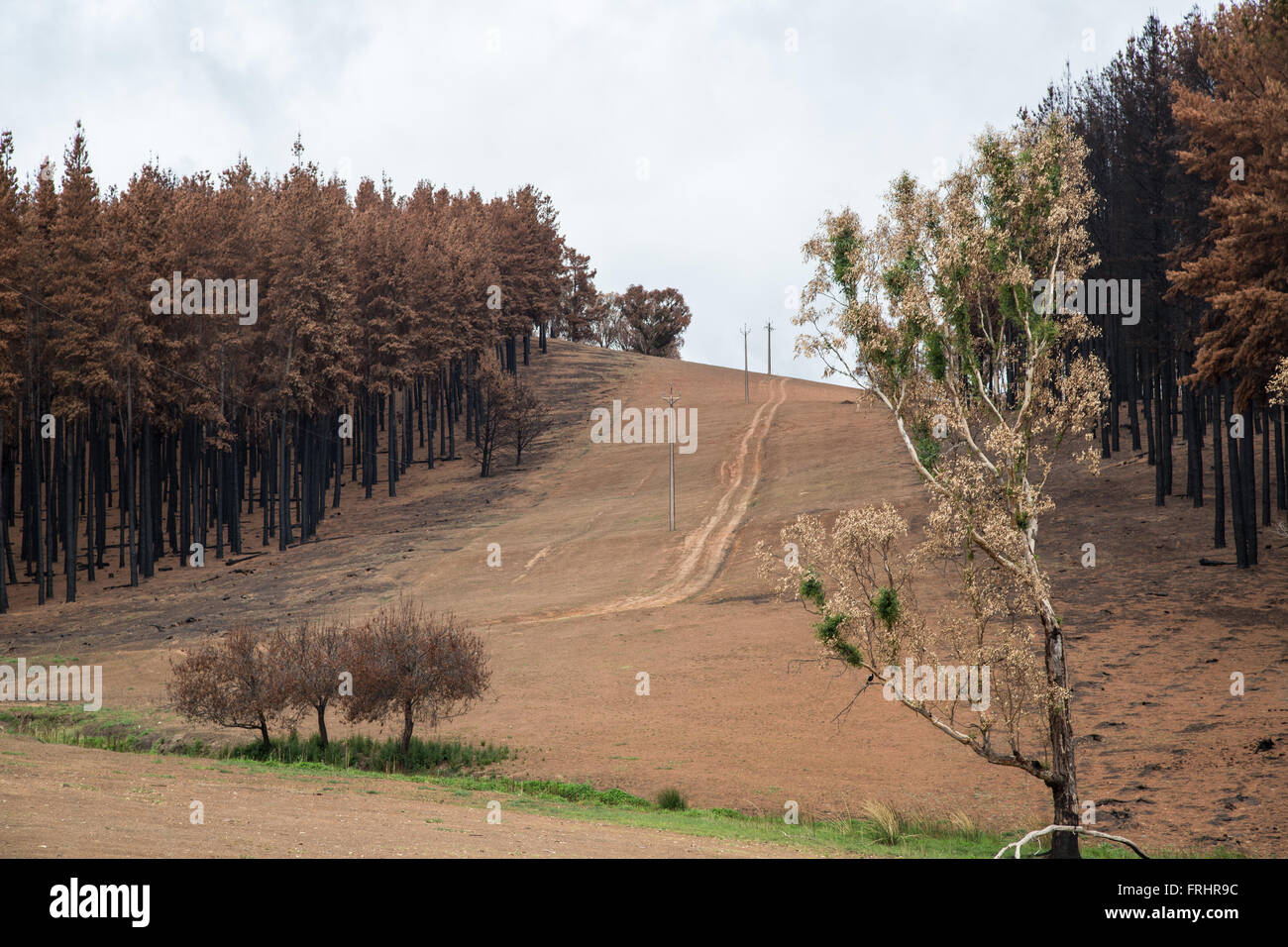 hill slope after forest fire with burnt conifers , aisle for power line ...