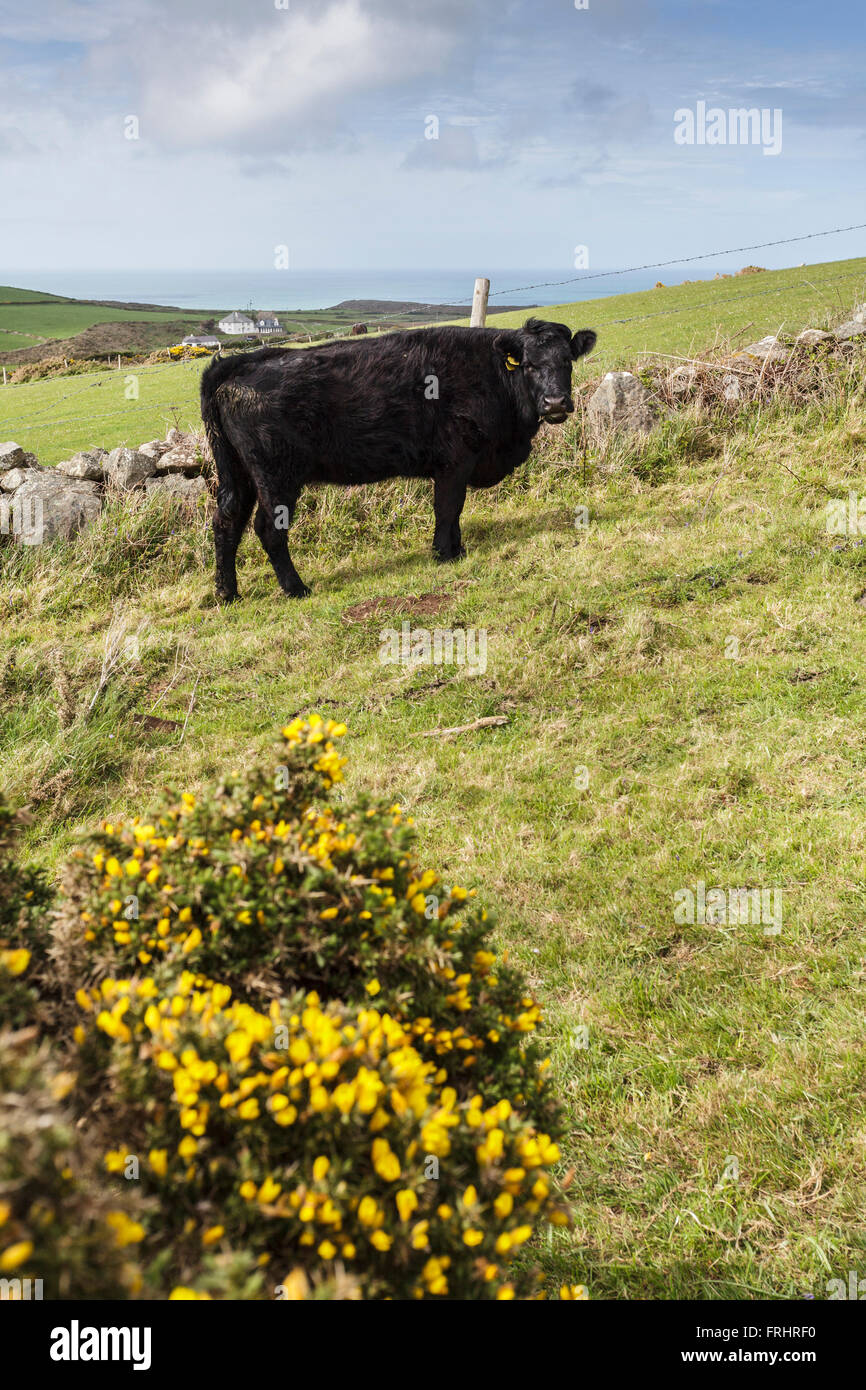 Black welsh cattle hi-res stock photography and images - Alamy