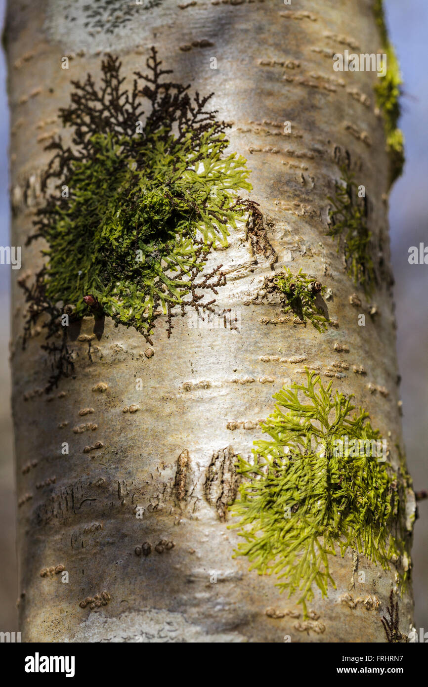 Silver birch tree trunk hi-res stock photography and images - Alamy