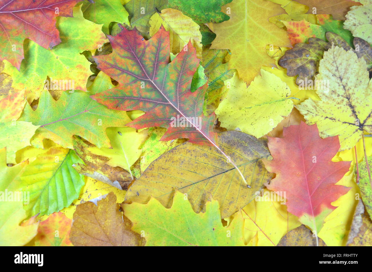 colorful autumn leaves Stock Photo - Alamy