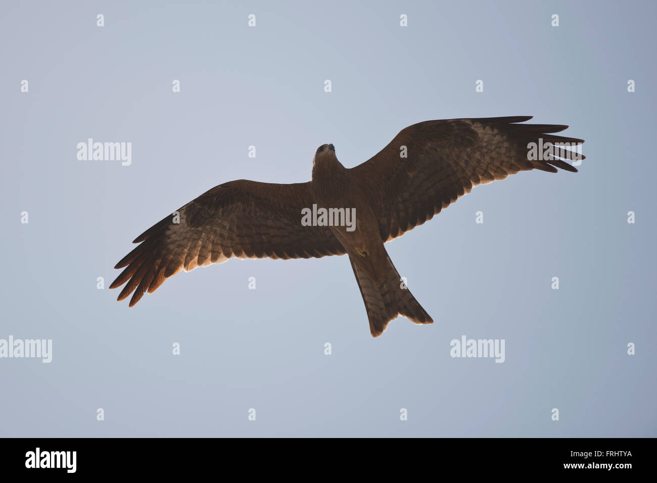 Hawk speading its wings and flying in the sky Stock Photo - Alamy