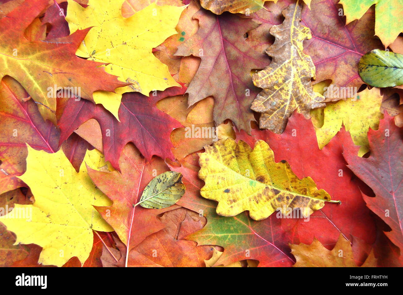 colorful autumn leaves Stock Photo - Alamy