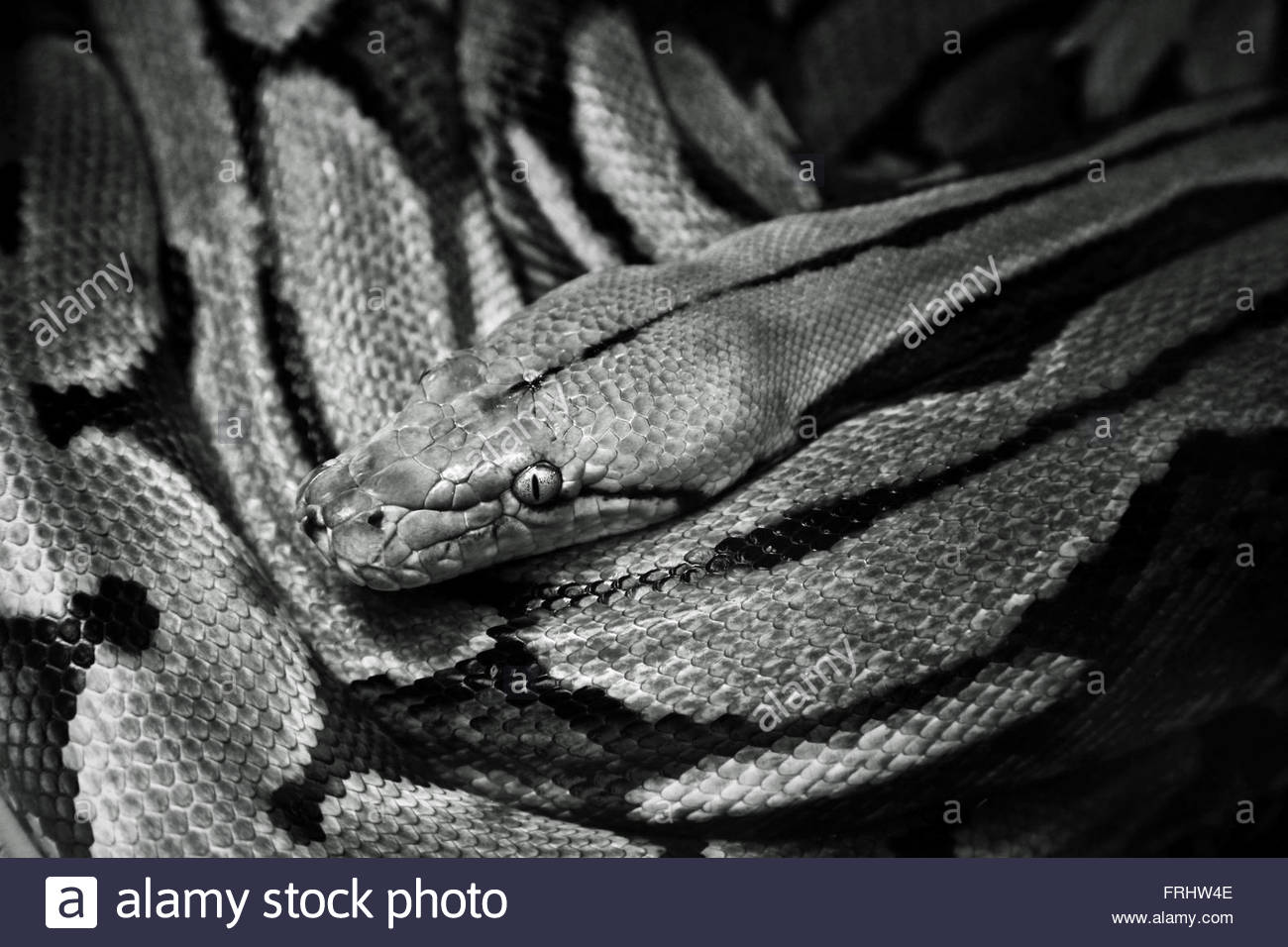 Black And White Snake High Resolution Stock Photography and Images - Alamy