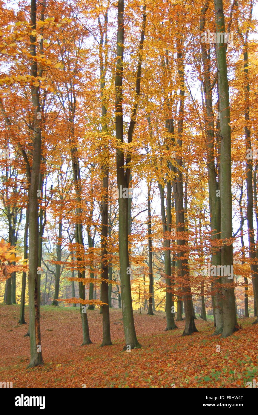 Forest in the autumn Stock Photo - Alamy