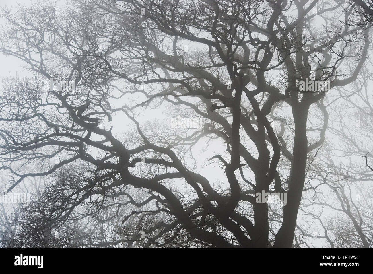 Misty oak tree branches in the fog. UK Stock Photo - Alamy