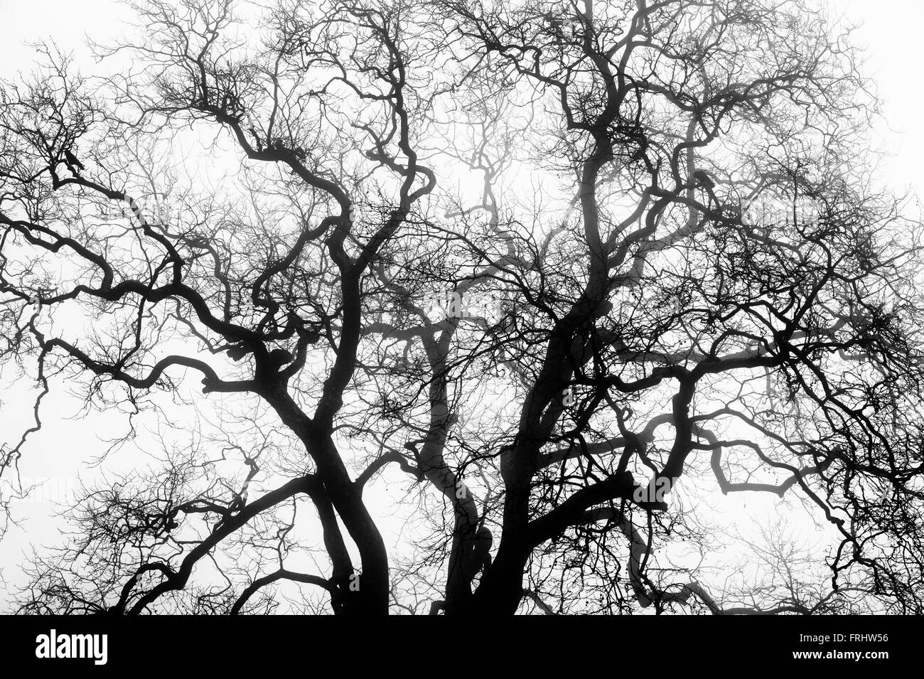 Bark of an oak tree Black and White Stock Photos & Images - Alamy
