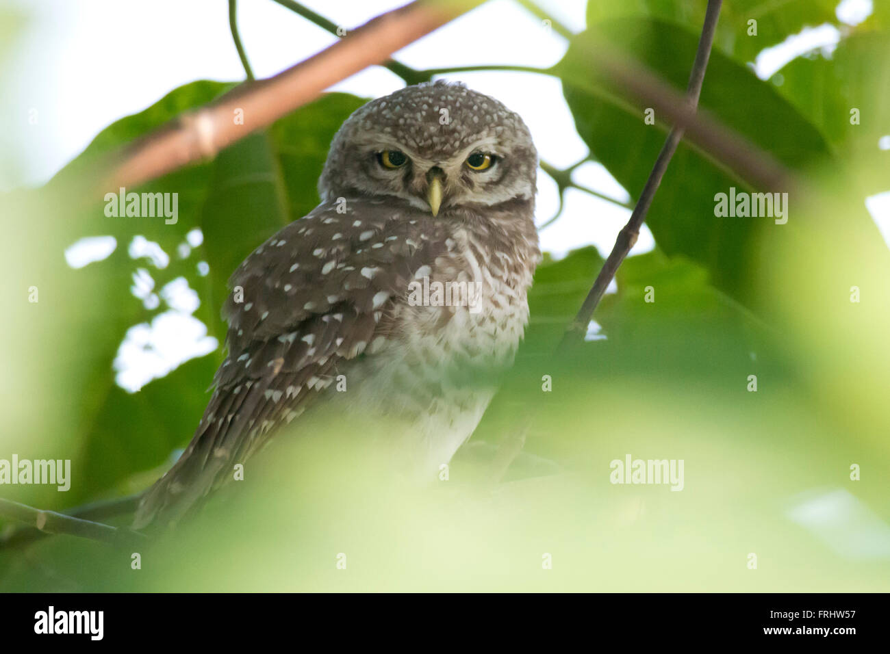 Indian spotted owlet hi-res stock photography and images - Alamy