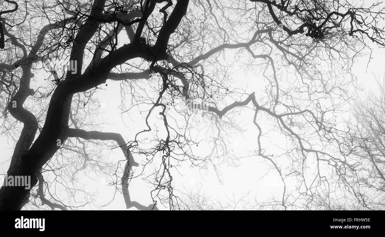 Oak tree england Black and White Stock Photos & Images - Alamy