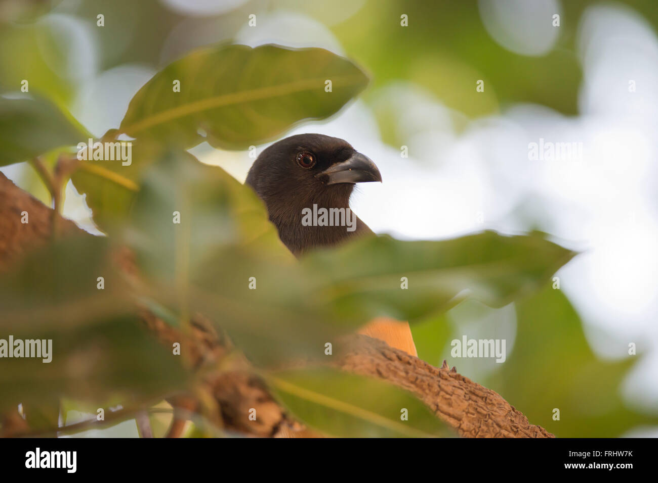 Indian treepie hi-res stock photography and images - Alamy