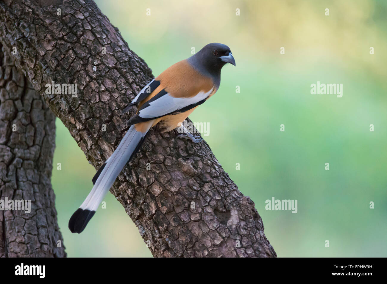 Indian treepie, also called rufous treepie in Ranthambhore National ...