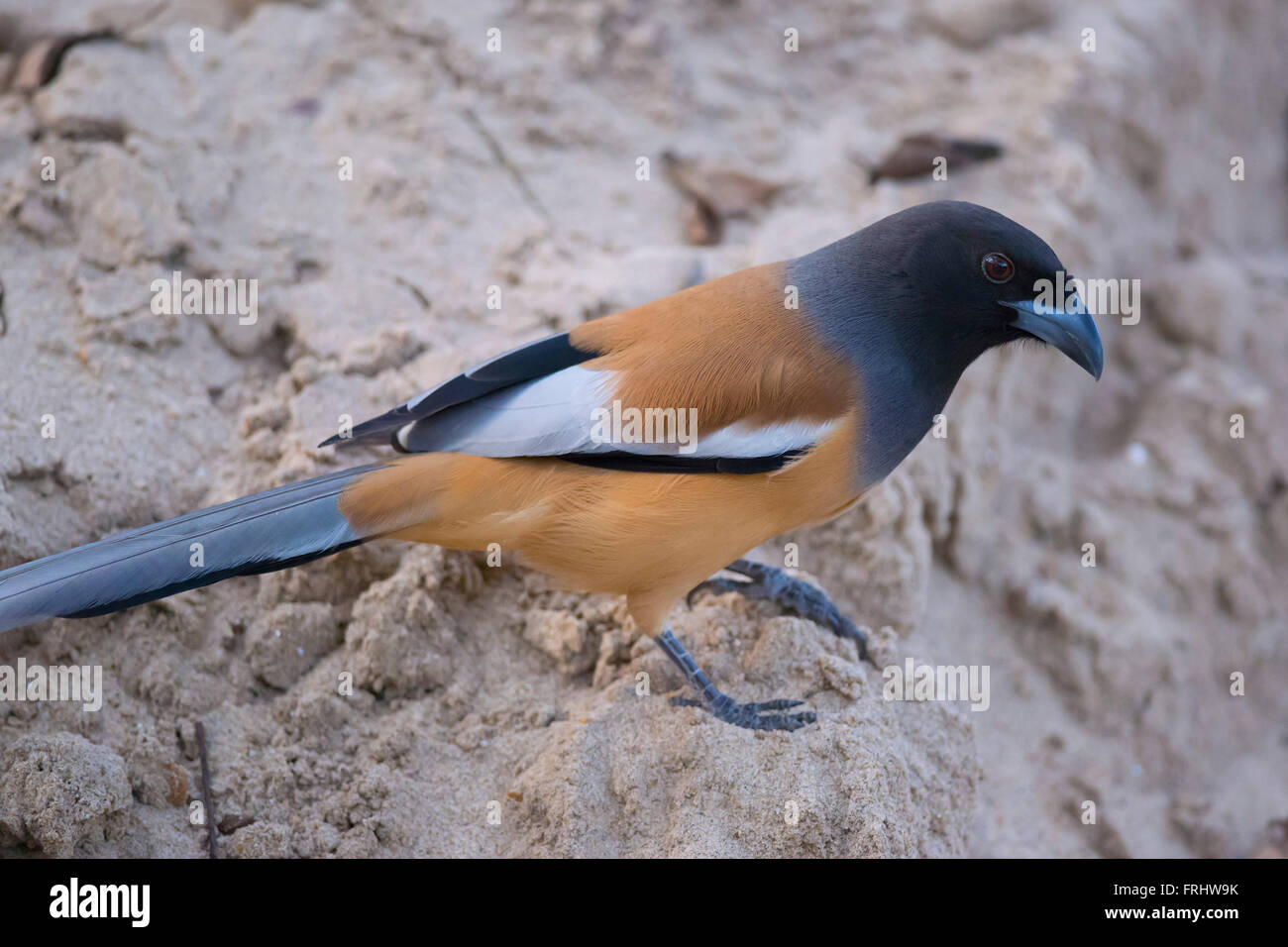 Rufous treepie in india hi-res stock photography and images - Alamy