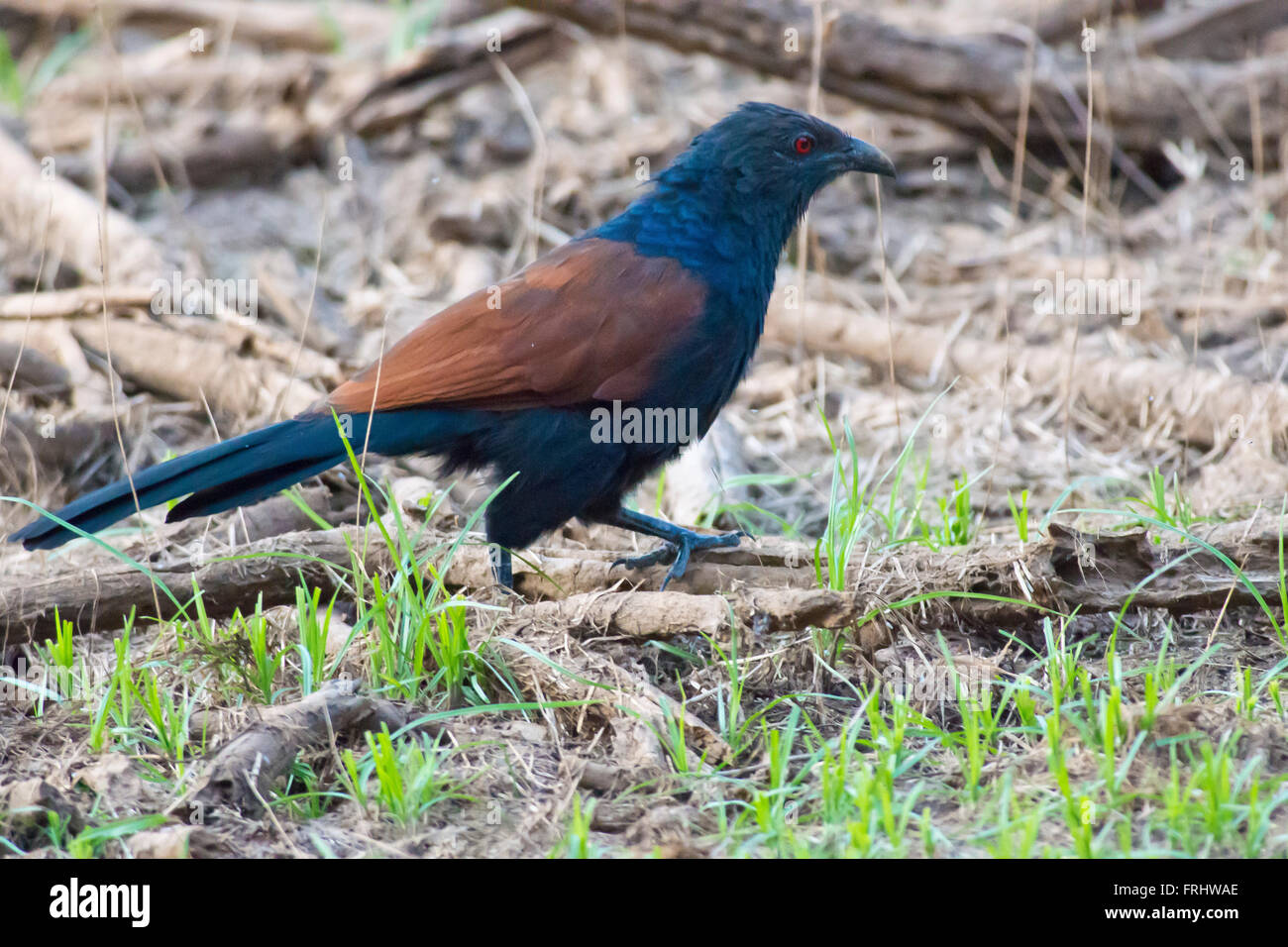 Greater Coucal walking in the Ranthambhore National Park in Rajasthan ...