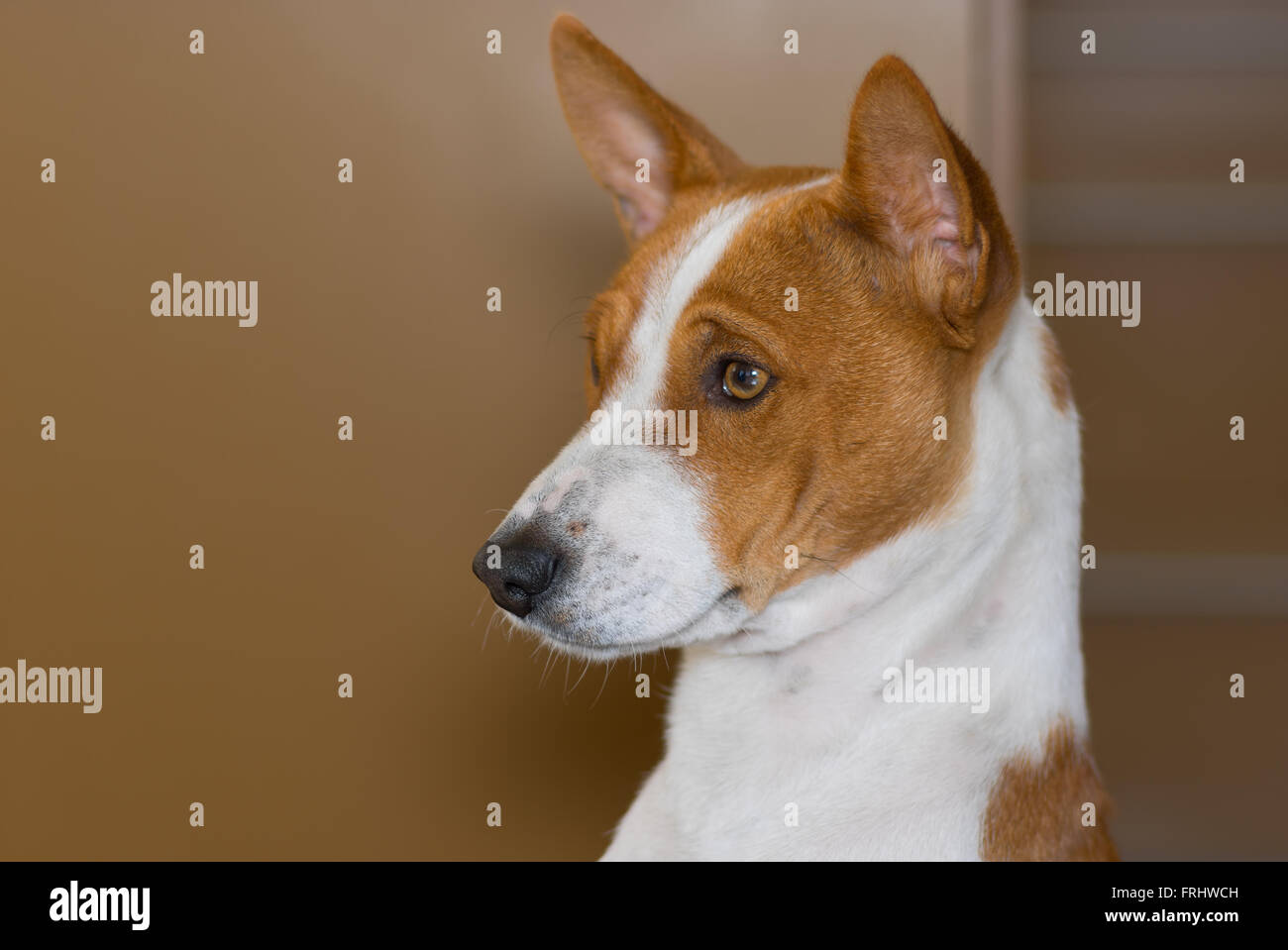 Dog side view hi-res stock photography and images - Alamy